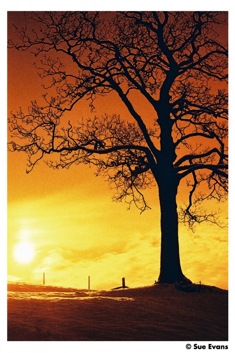 Harman Photo Red 125 35mm Film - 36 Exposures – Austin Camera